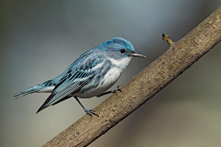 Cerulean Warbler | Mass.gov